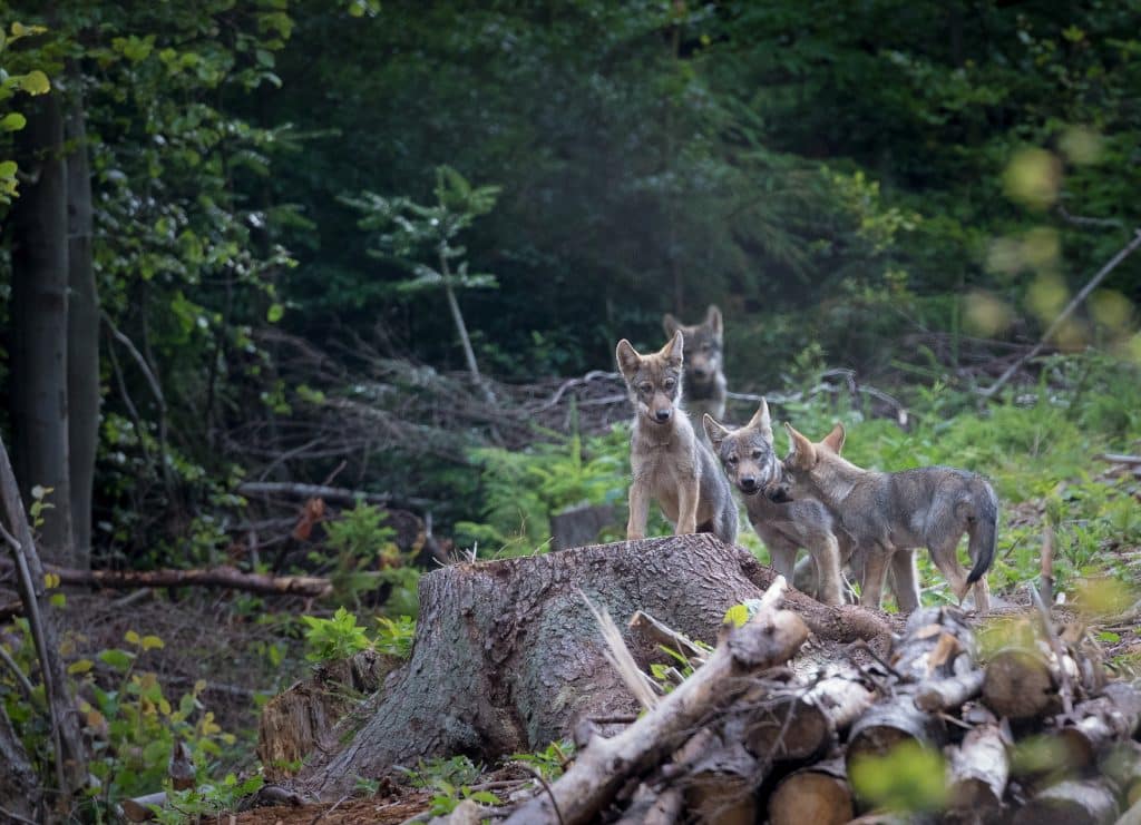 Vlčia rodina – selmyskcz